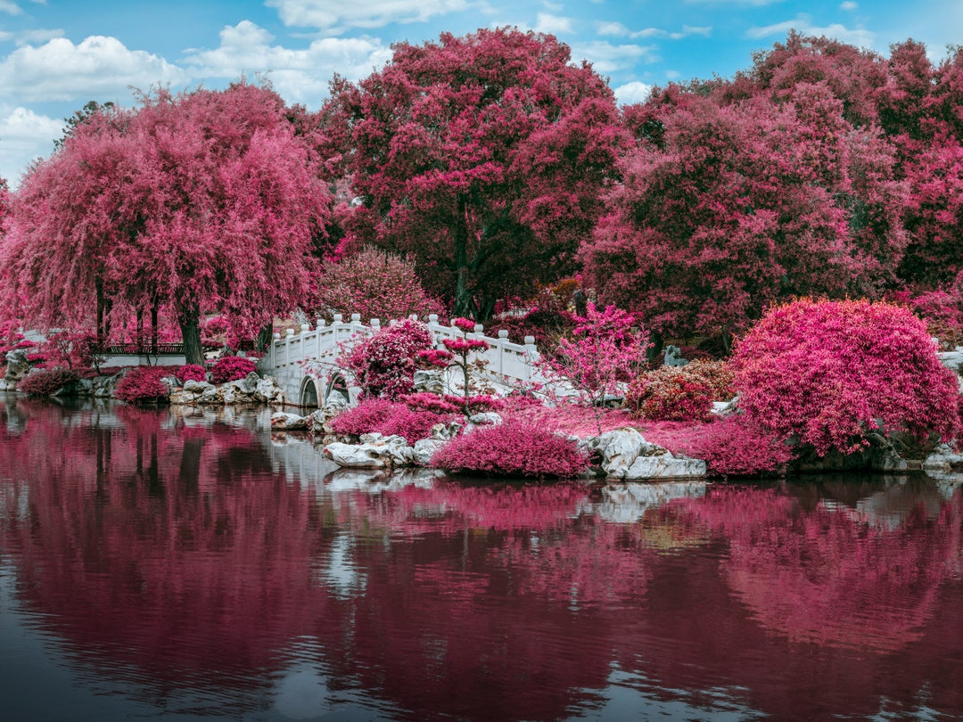 Zen Garden II ~ Stunning Chinese Gardens Photo at the Huntington, Nat ...