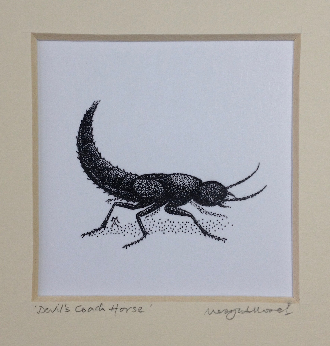 Original Illustration, "devil's Coach Horse" - Etsy