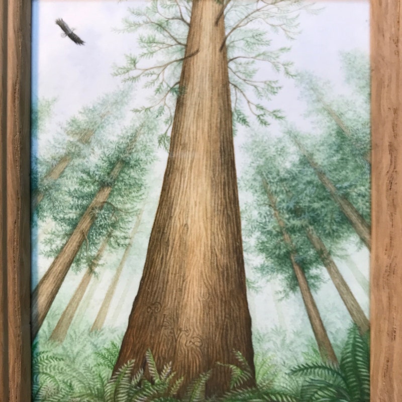 Redwood Painting - Etsy