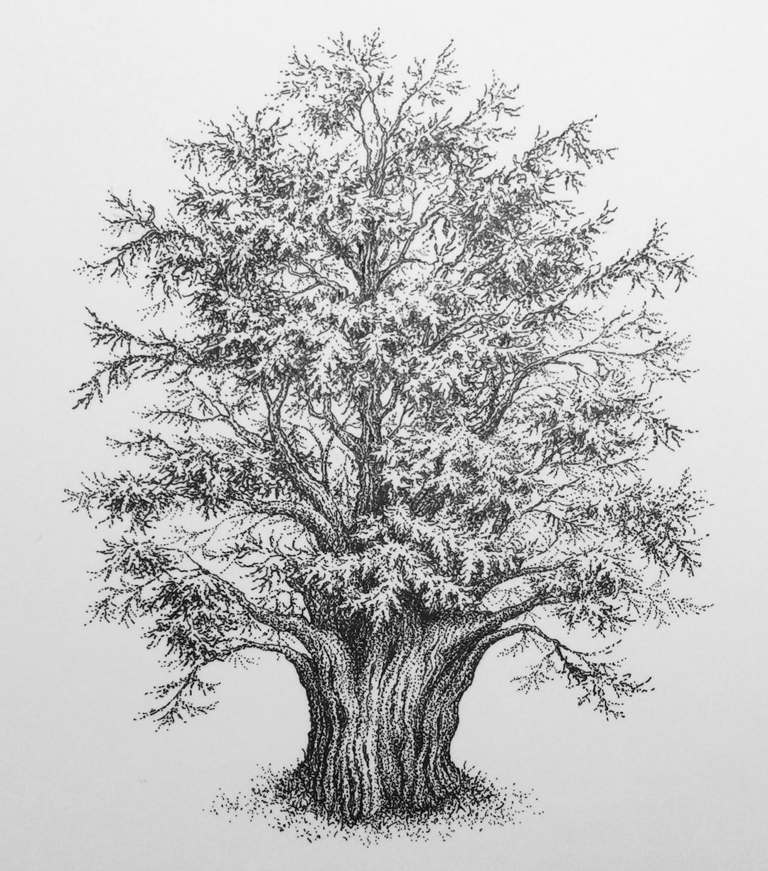 Original Illustration "the Yew Tree" - Etsy