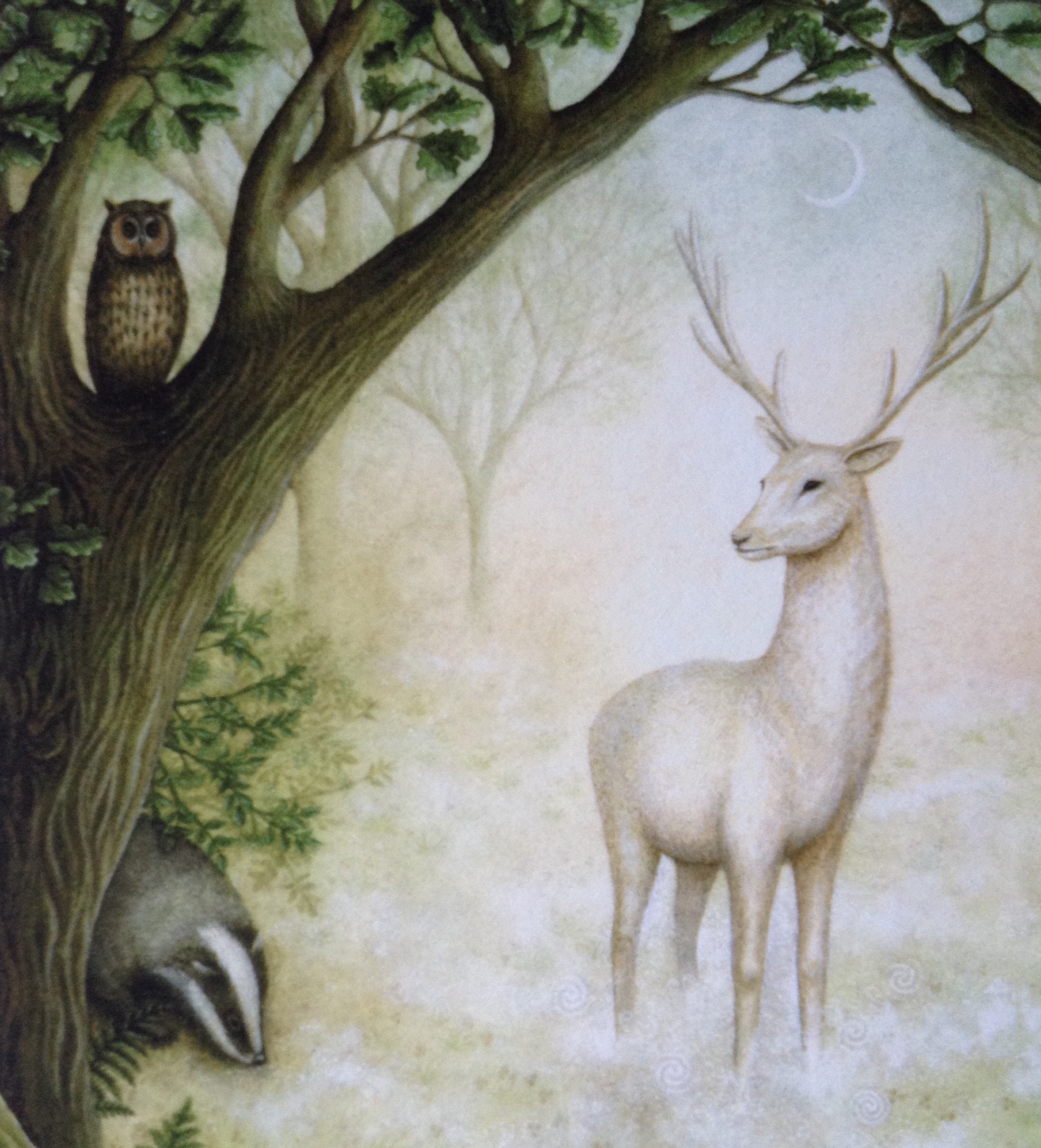 Limited Edition Print of "animal Wisdom". - Etsy Australia