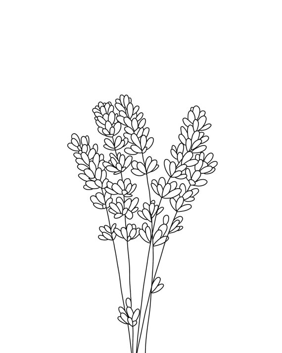 Lavender Line Drawing