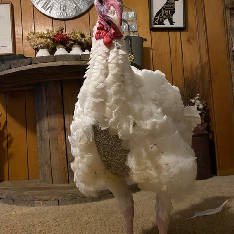 furmommacreations - Etsy