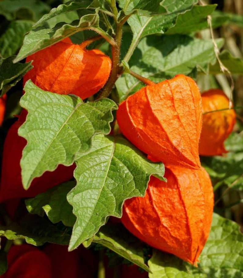 50 Chinese Lantern Flower Seeds-Physalis Franchetti | Etsy