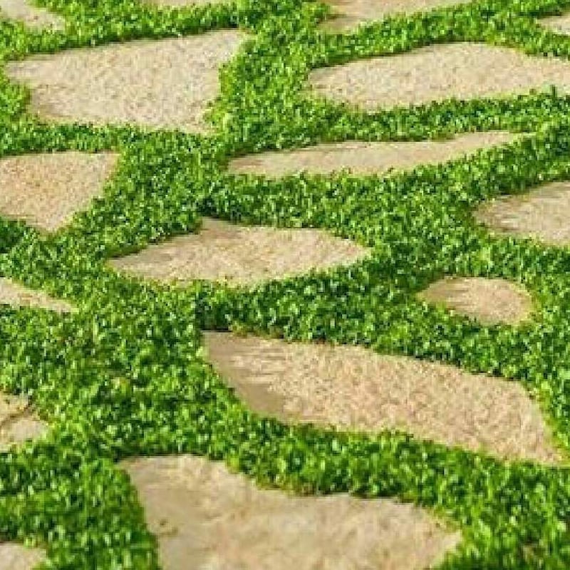 Creeping clover seeds - Etsy.de