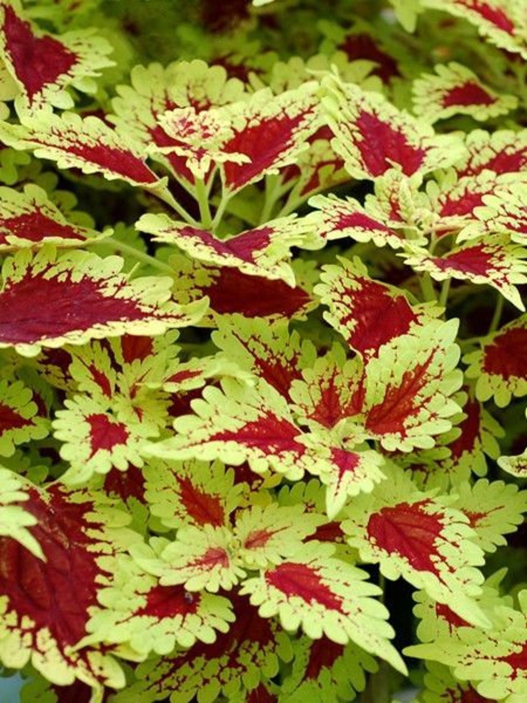 50+ Ornamental Coleus Plant Seeds--beautiful for Home and Garden ...