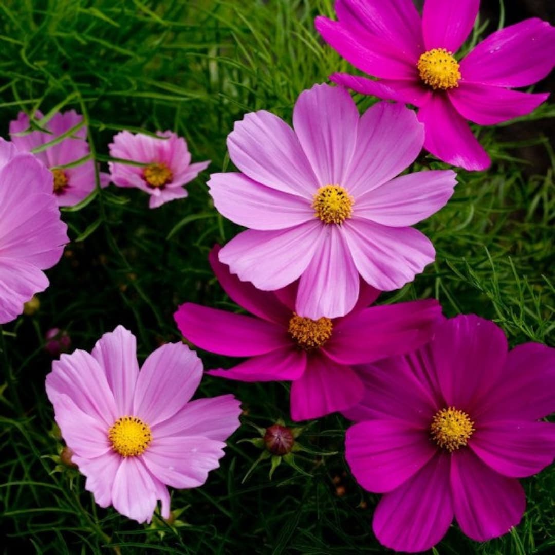 100+ Beautiful Cosmos Early Sensation Single Mix Flower Seeds---( B049 ...