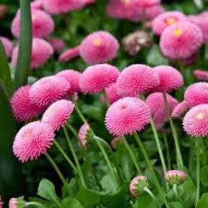 100+ English Daisy Bellis Rose Flower Seeds- Bellis Perennis English ...