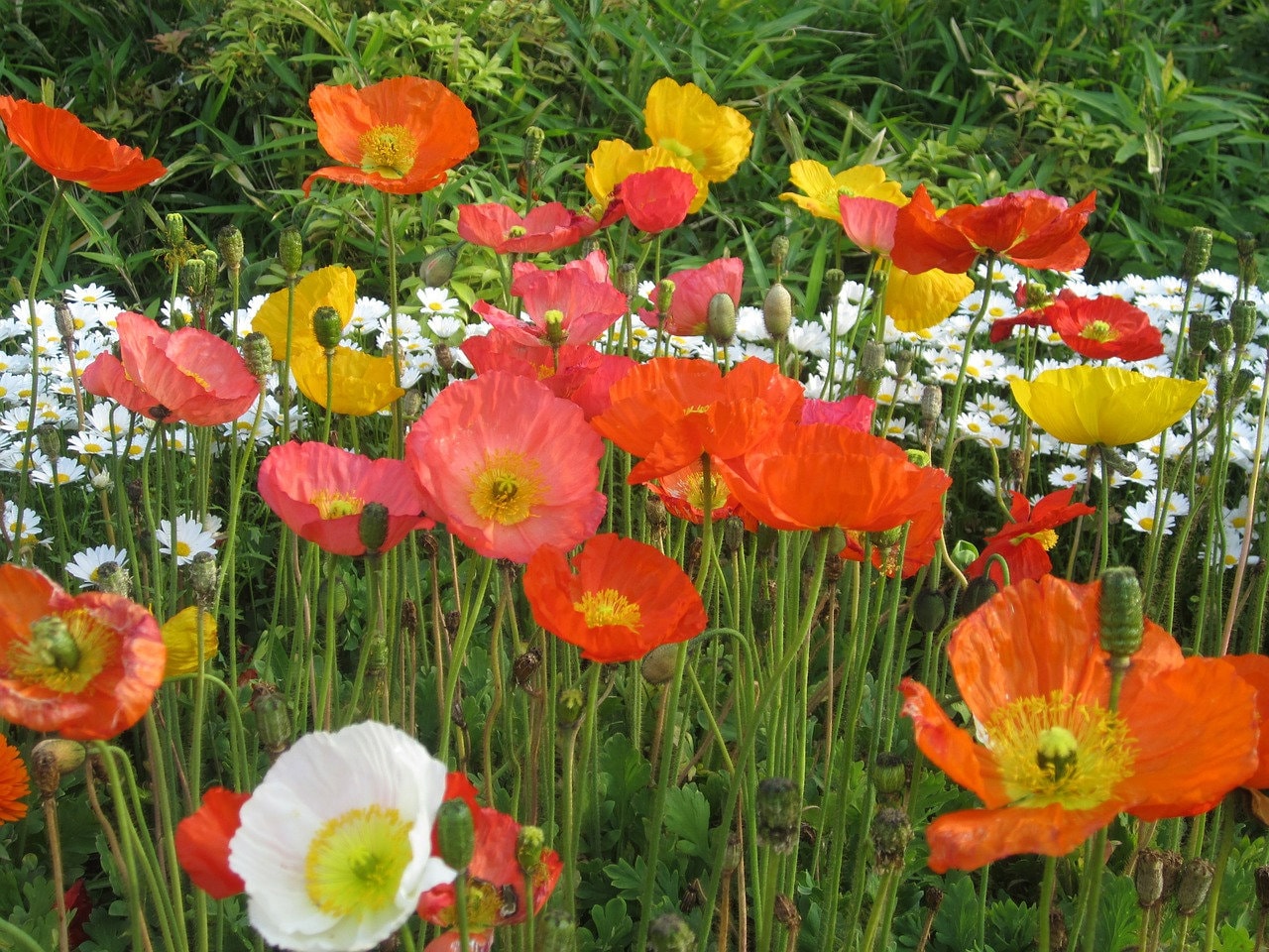 100 Iceland Poppy Mixed Flower Seeds-papaver - Etsy Canada