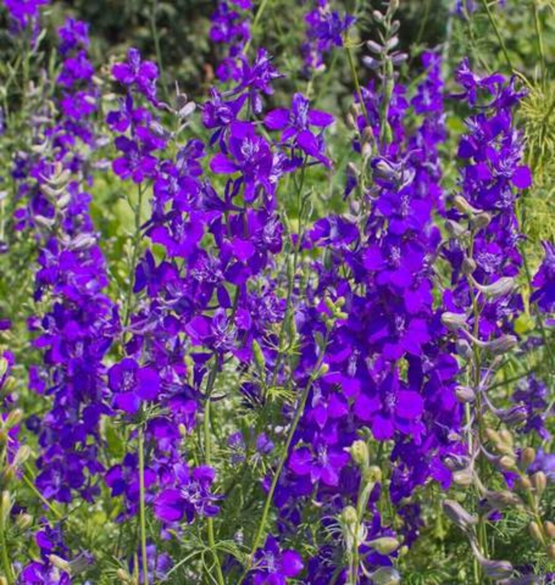 100 Rocket Larkspur Flower Seeds DELPHINIUM CONSOLIDA-Rocket Larkspur ...