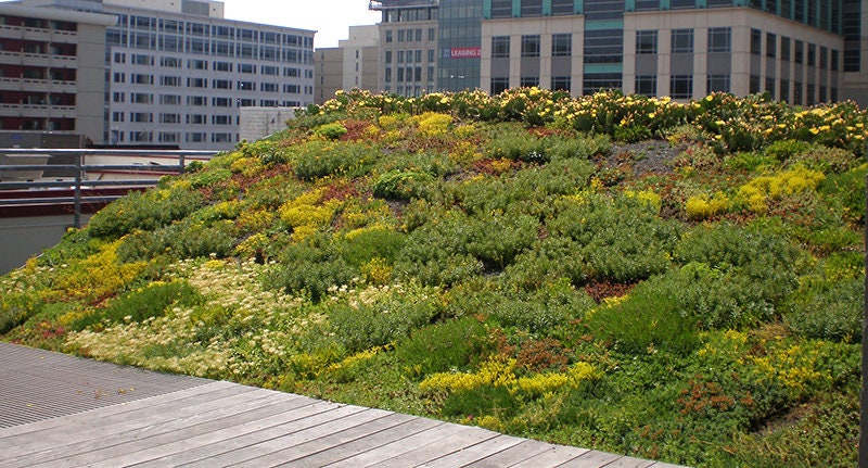 100+ Beautiful Sedum Roof Garden Mix Succulent Seeds-- C087- Drought ...