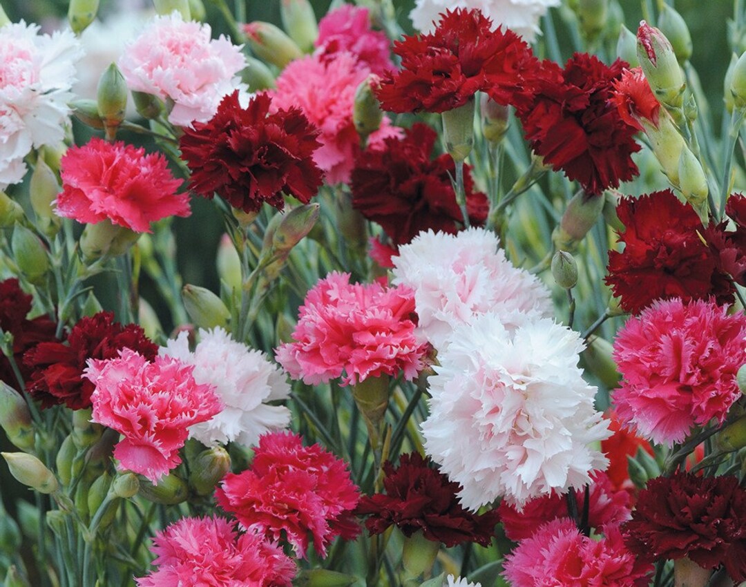 100 Pinks Dianthus Sonata Double Imperial Mixed Flower Seeds Pure ...