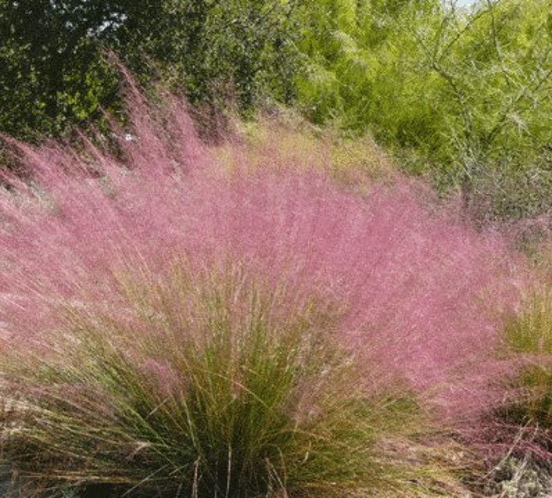 30 Purple Love Grass Seeds-Eragrostis Spectabilis-Ornamental Love Grass ...