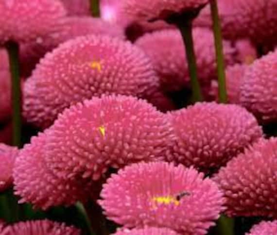 100 English Daisy Bellis Rose Flower Seeds Bellis Perennis | Etsy UK