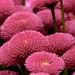 100 English Daisy Bellis Rose Flower Seeds Bellis Perennis English ...