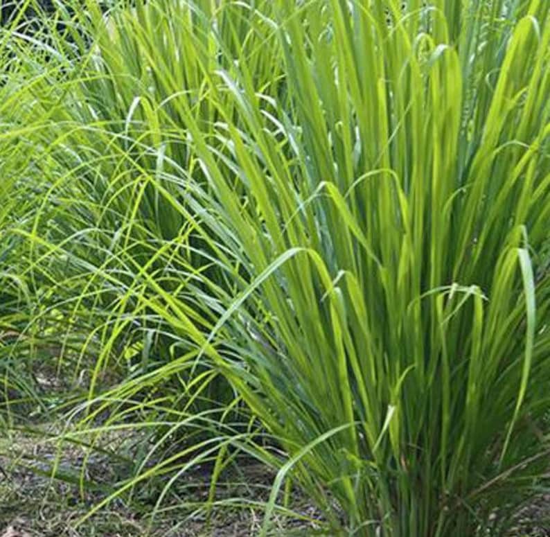50+ Lemon Grass Plant Seeds-highly Beneficial Perennial-culinary Herb ...