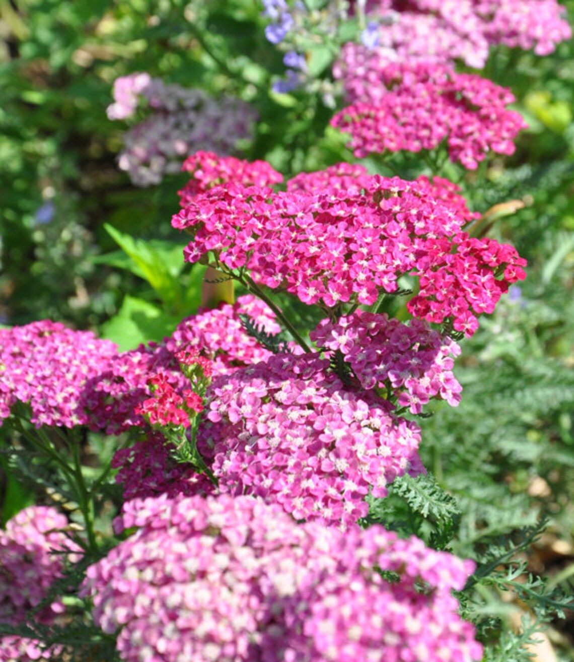 100+ Yarrow Cerise Queen Flower Seeds-achillea MILLEFOLIUM- Cerise ...