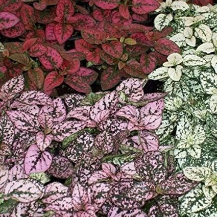 20+ Splash Mix Hypoestes Flower Seeds-hypoestes Phyllostachya - Polka ...