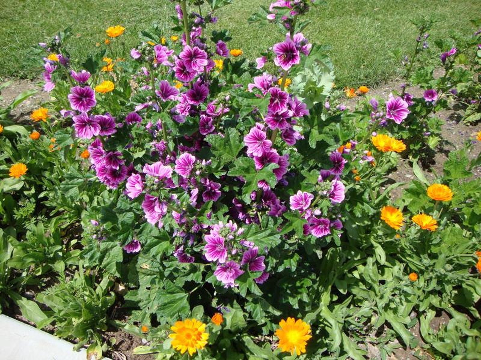 30 Hollyhock Zebrina Flower Seeds-french Hollyhock-zebra - Etsy Canada