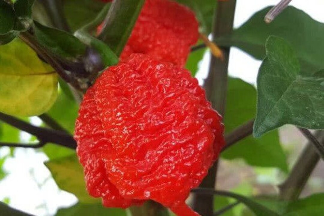 10+ semillas de pimiento Caroline Reaper (sin OGM) del mundo - A006 ...