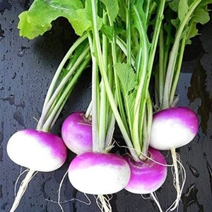 100+ Purple Top White Globe Turnip Seeds-heirloom Variety-(non Gmo ...