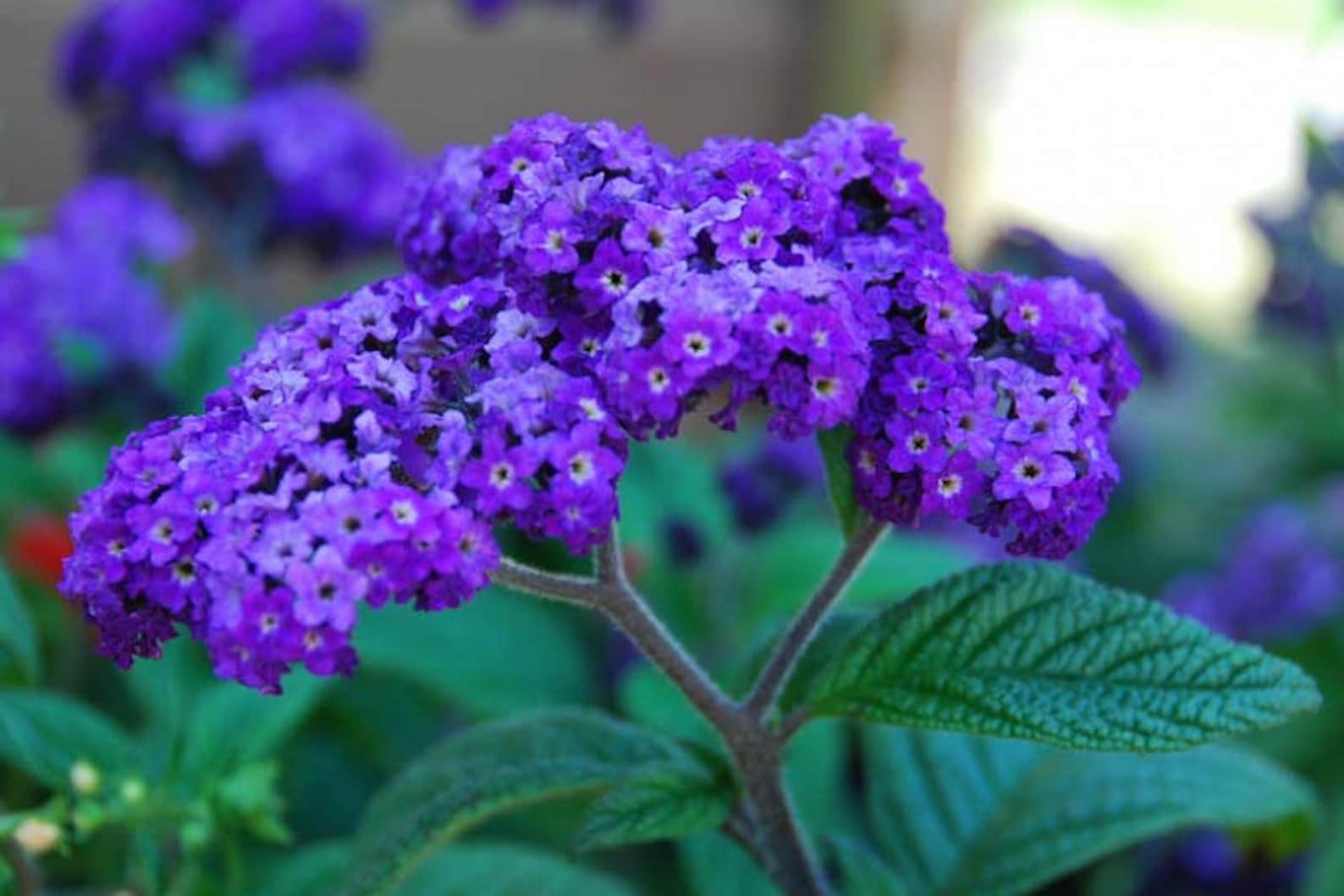50 Heliotrope Marine Flower Seeds-heliotropium - Etsy Canada