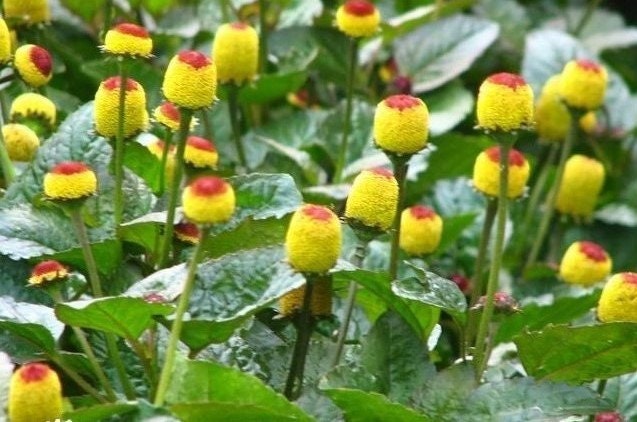 Outdoor & Gardening Pack of 200 Toothache Plant seeds Rare Plant Plants ...