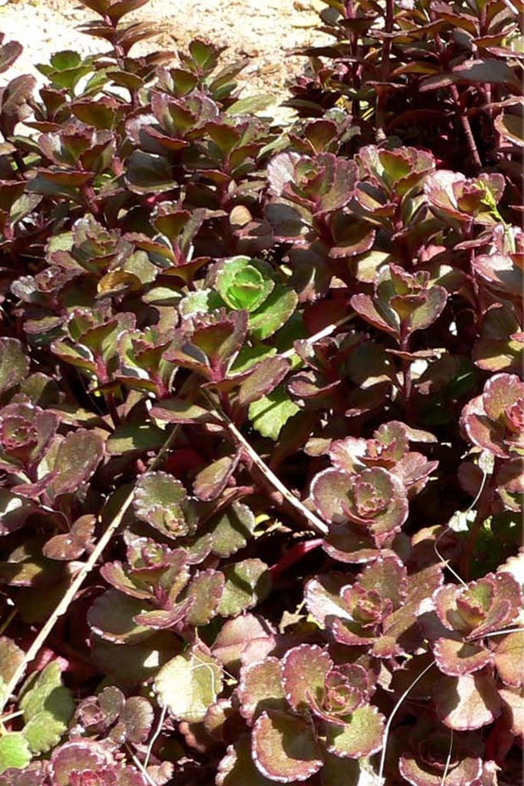 50+ Sedum Spurium Voodoo Plant Seeds-fireglow Sedum- Voodoo Sedum ...
