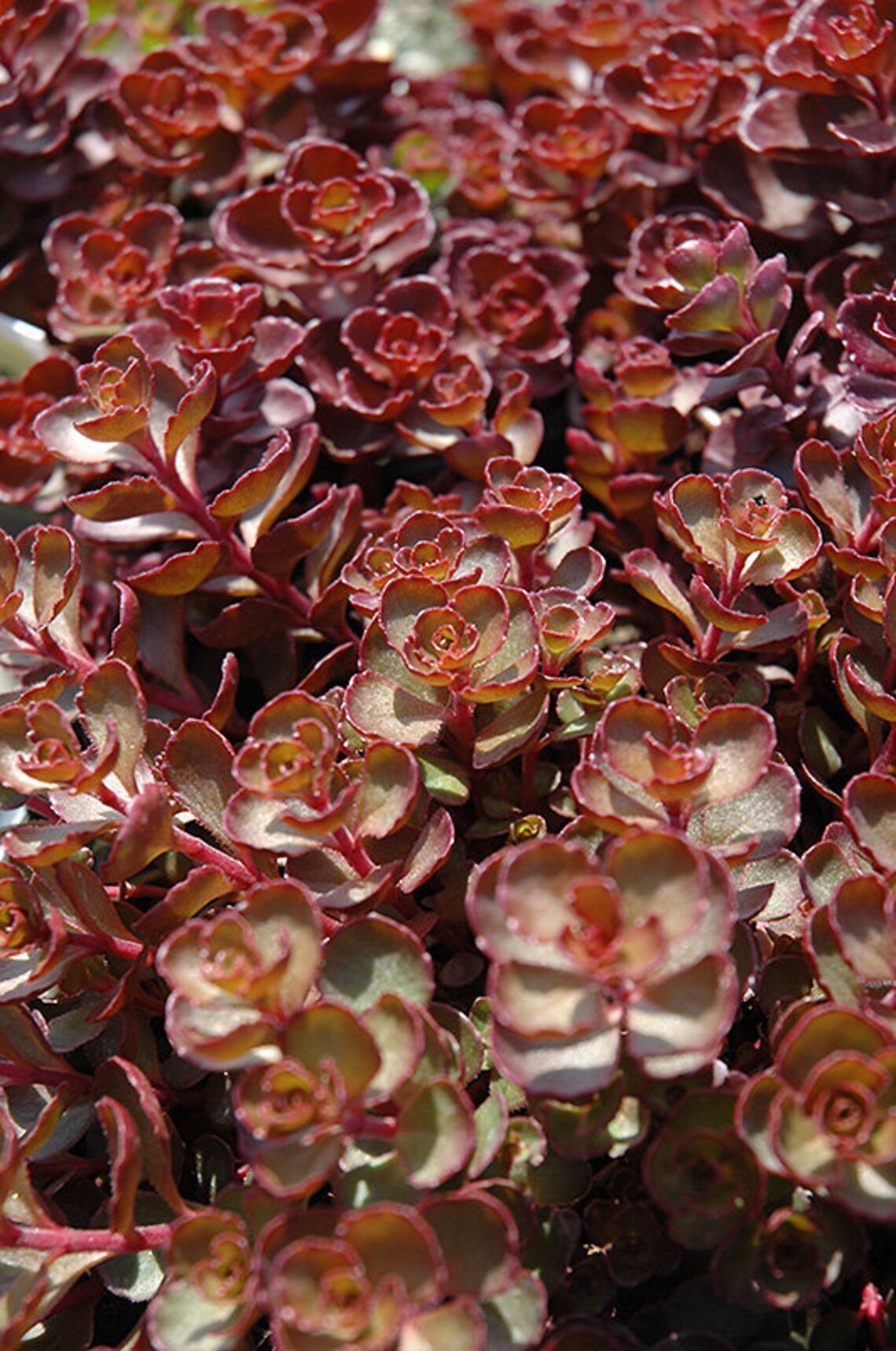 50 Sedum Spurium Voodoo Plant Seeds-fireglow Sedum Voodoo - Etsy Canada