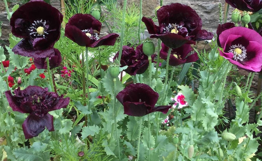 100 graines de fleurs de pavot pivoine noire - attrayant et beau pavot ...