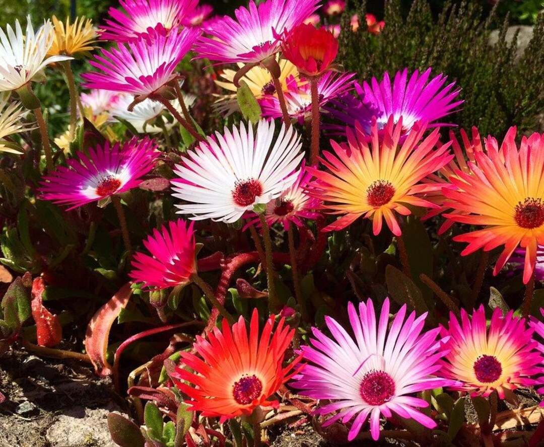 100+ Mixed Livingstone Daisy Flower Seeds-- Bokbaaivygie Plant Mix ...