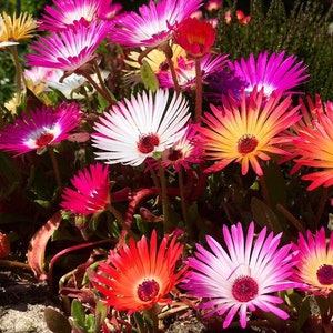 100+ Mixed Livingstone Daisy Flower Seeds-- Bokbaaivygie Plant Mix ...