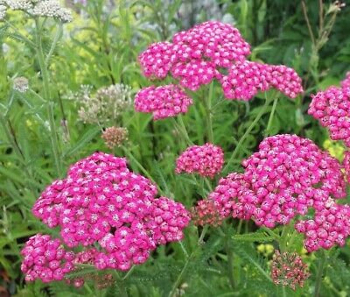 100+ Yarrow Cerise Queen Flower Seeds-achillea MILLEFOLIUM- Cerise ...
