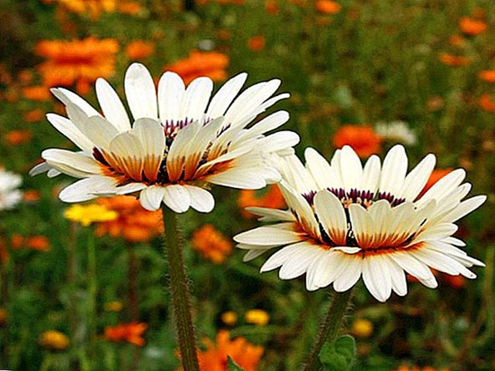 50+ Monarch of the Veldt White Flower Seeds-venidium Seeds- Venidium ...