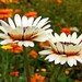 50+ Monarch of the Veldt White Flower Seeds-venidium Seeds- Venidium ...