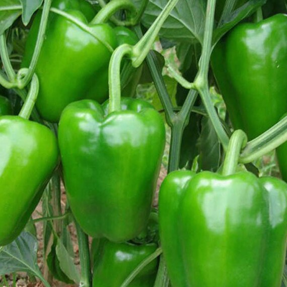 Planta De Pimenta Verde Indiana