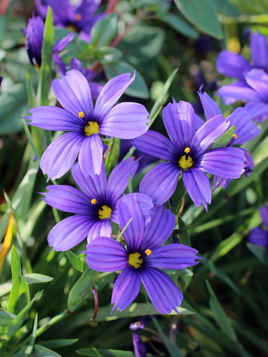 100+ Western Blue Eyed Grass Seeds-b231- SISYRINCHIUM Bellum-beautiful ...