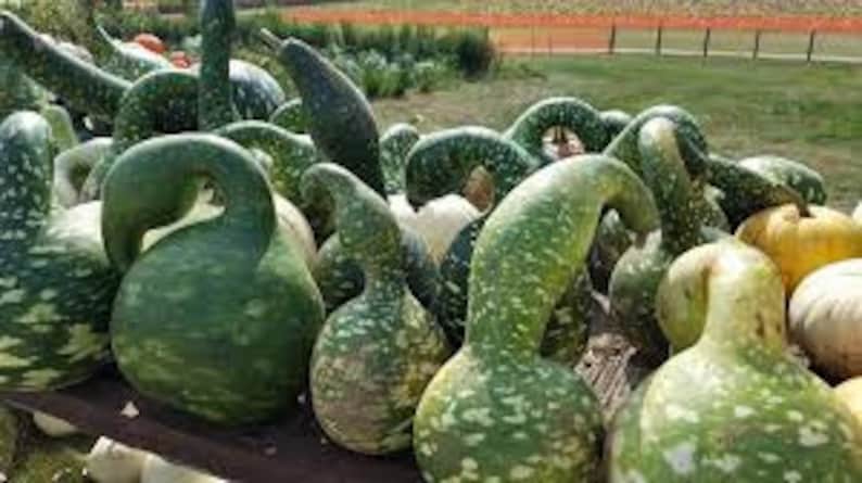 10 Beautiful Speckled Swan Gourd Seeds Ornamental | Etsy