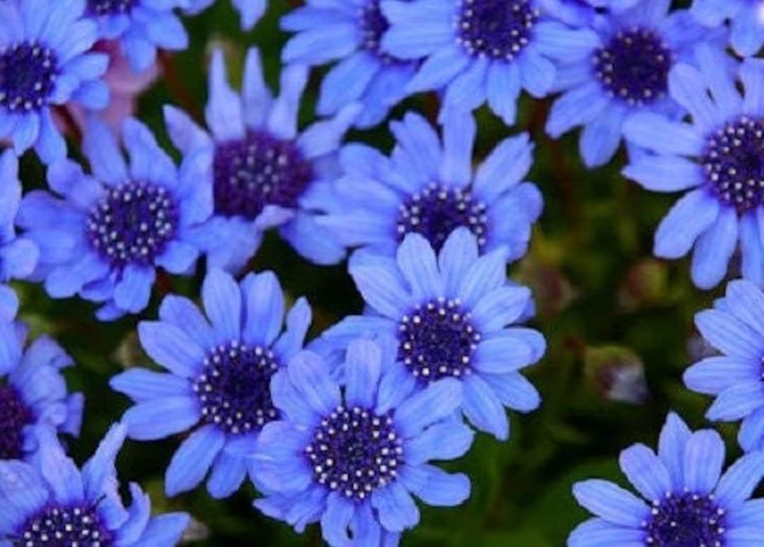 50+ Blue Felicia Daisy Flower Seeds-felicia Heterophylla- Felicia Blue ...