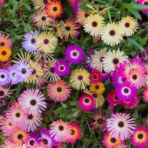 100+ Mixed Livingstone Daisy Flower Seeds-- Bokbaaivygie Plant Mix ...