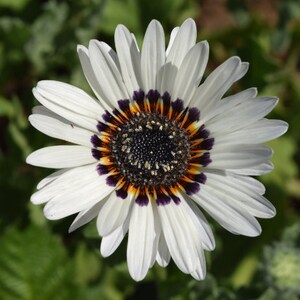 50+ Monarch of the Veldt White Flower Seeds-venidium Seeds- Venidium ...