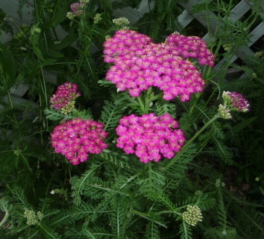 100+ Yarrow Cerise Queen Flower Seeds-achillea MILLEFOLIUM- Cerise ...