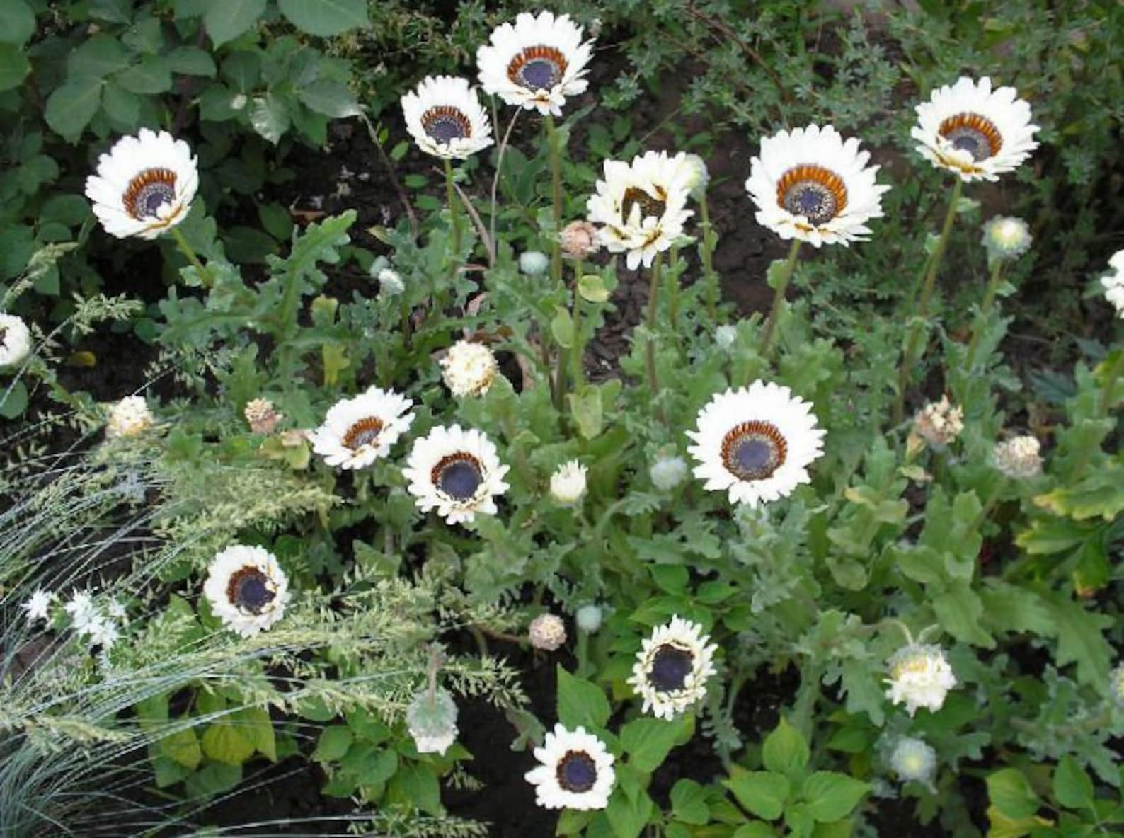 50+ Monarch of the Veldt White Flower Seeds-venidium Seeds- Venidium ...