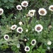 50+ Monarch of the Veldt White Flower Seeds-venidium Seeds- Venidium ...