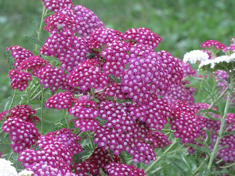 100+ Yarrow Cerise Queen Flower Seeds-achillea MILLEFOLIUM- Cerise ...