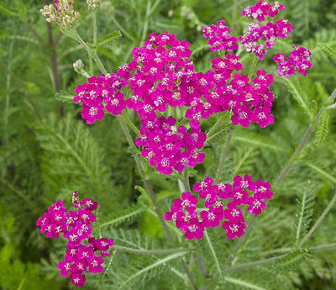 100+ Yarrow Cerise Queen Flower Seeds-achillea MILLEFOLIUM- Cerise ...