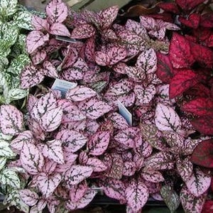20+ Splash Mix Hypoestes Flower Seeds-hypoestes Phyllostachya - Polka ...