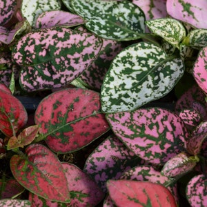 20+ Splash Mix Hypoestes Flower Seeds-hypoestes Phyllostachya - Polka ...