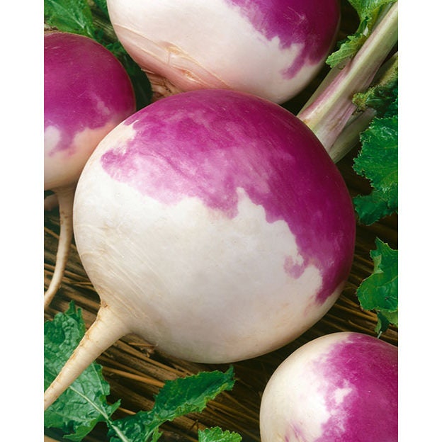 100+ Purple Top White Globe Turnip Seeds-heirloom Variety-(non Gmo ...