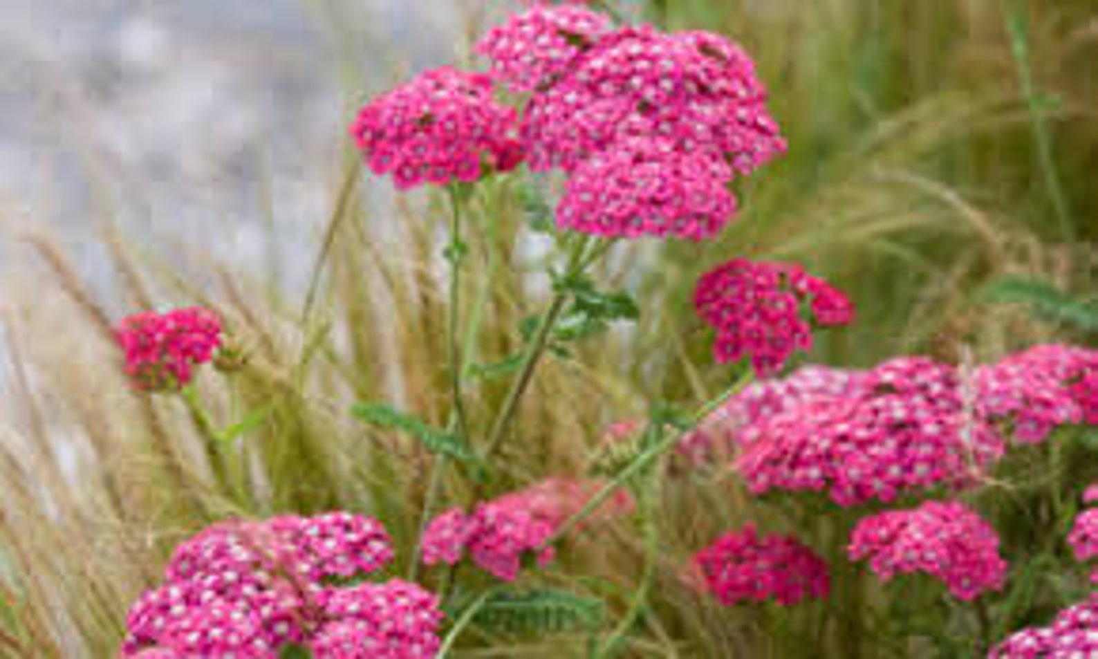 100+ Yarrow Cerise Queen Flower Seeds-achillea MILLEFOLIUM- Cerise ...